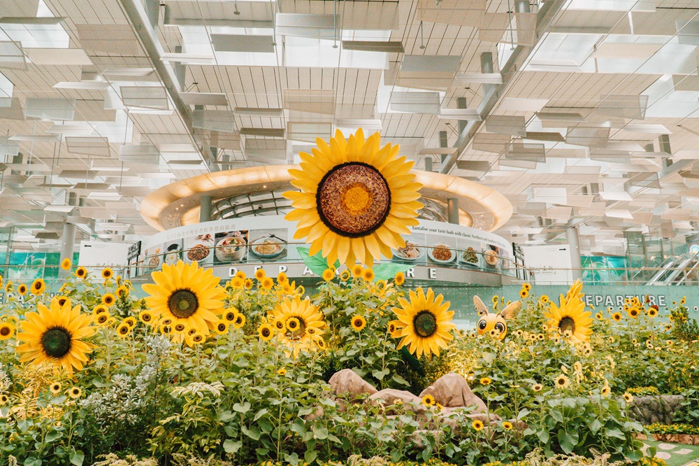 Changi Airport is hosting world’s largest sunflower display in an airport