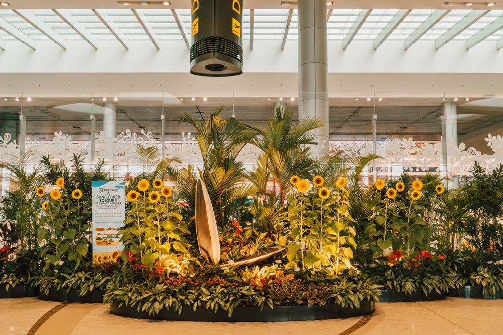 Changi Airport is hosting world’s largest sunflower display in an airport